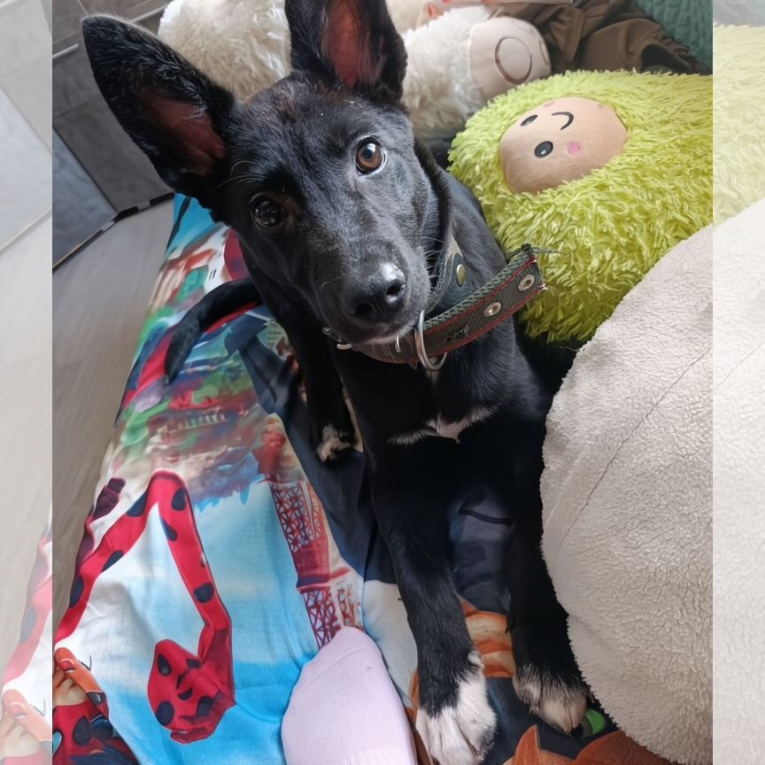 Щенок в добрые руки