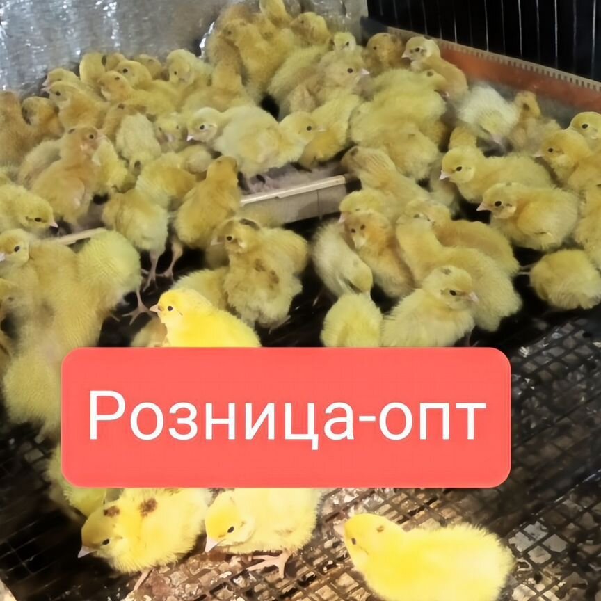 Две недели. Перепела