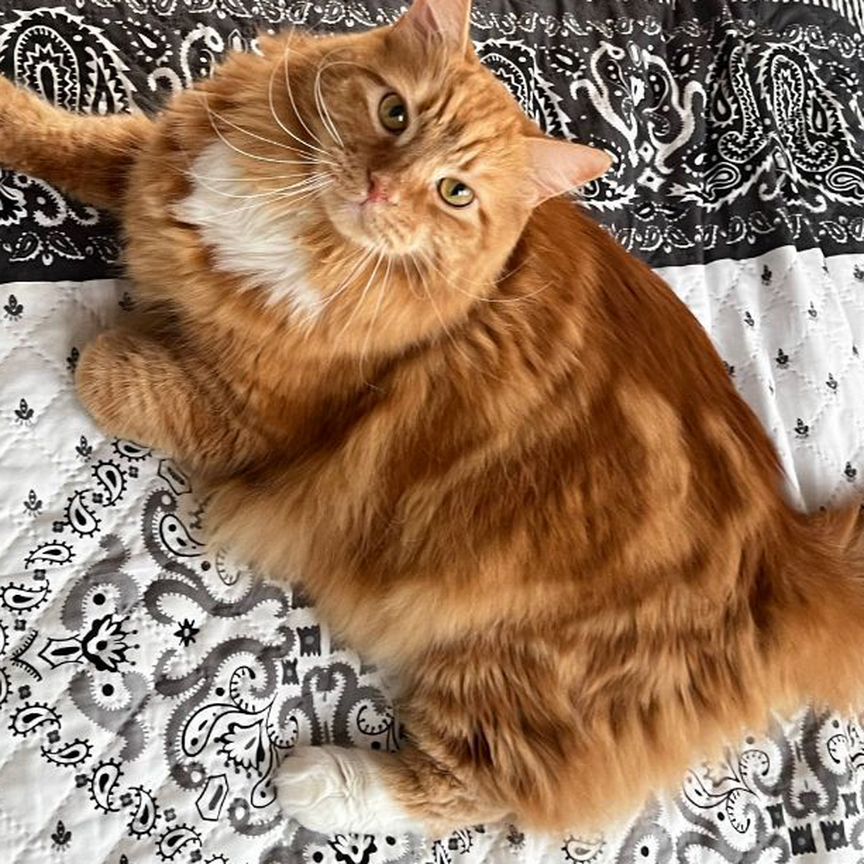 Котик бесплатно в добрые руки