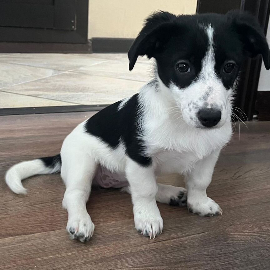 Щенок в добрые руки