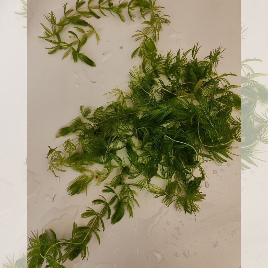 Аквариумное растение