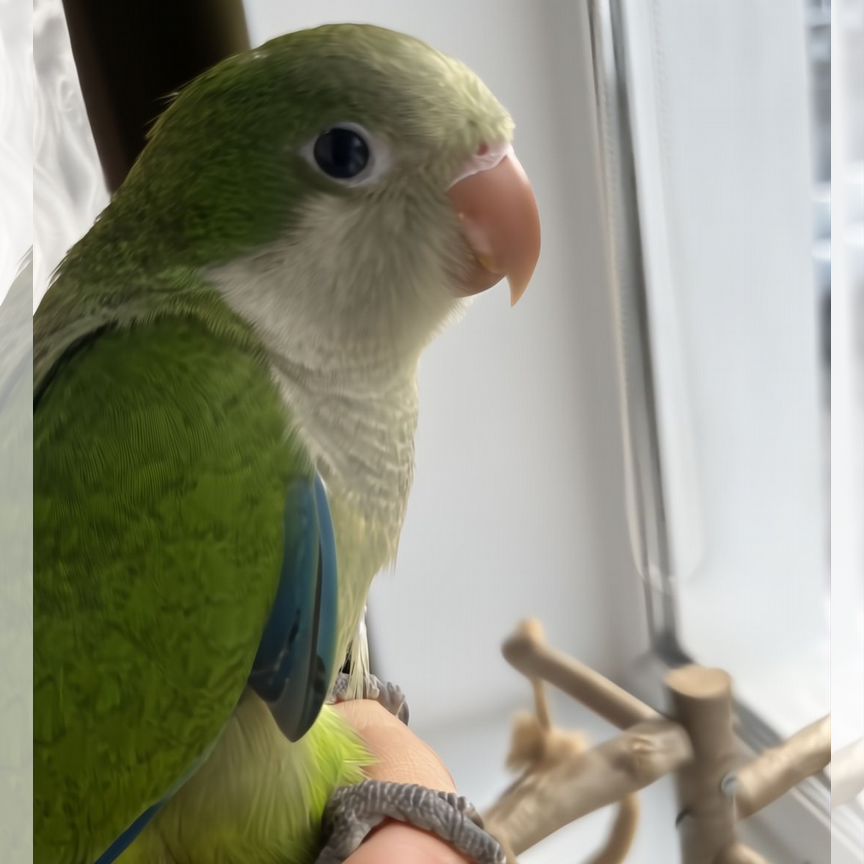 Попугай выкормыш монах