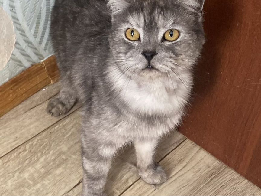 Пристраивается котик