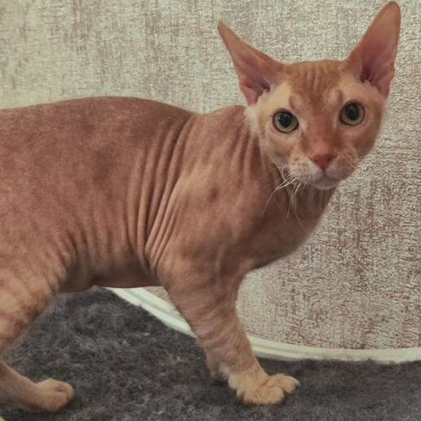 Донской сфинкс, взрослый кот