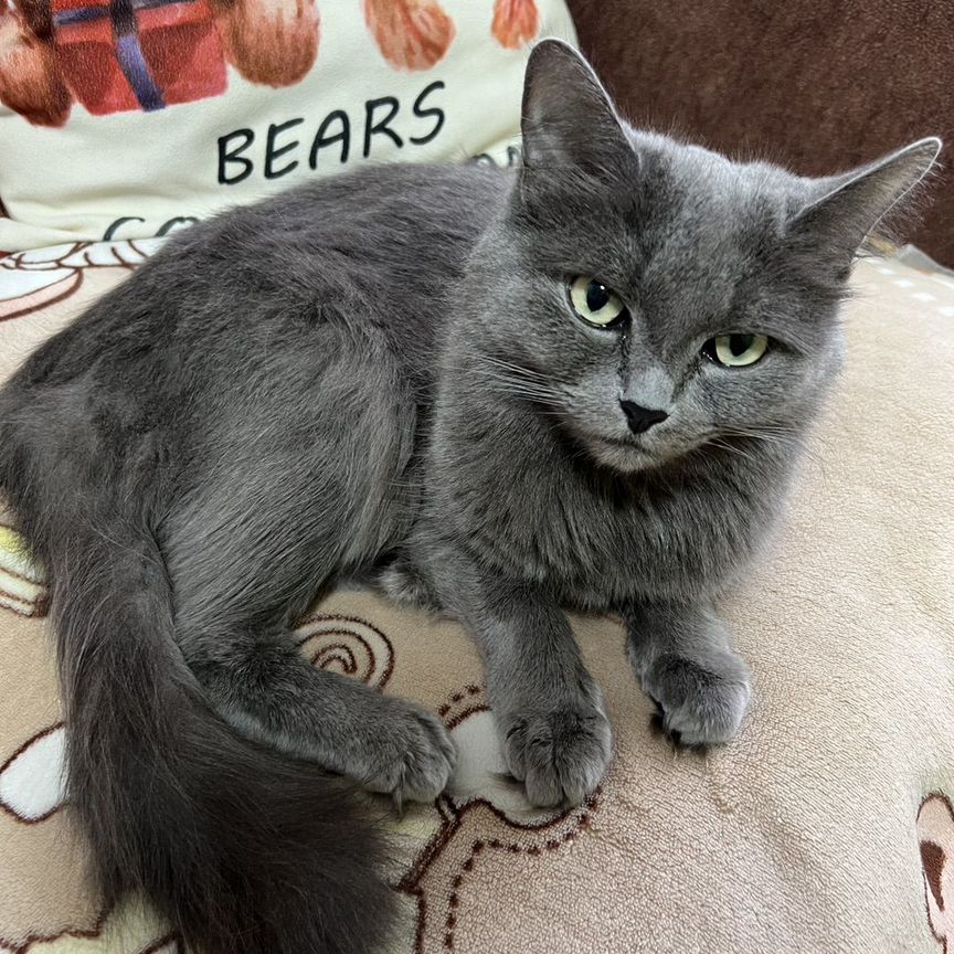 Кошечка в добрые руки