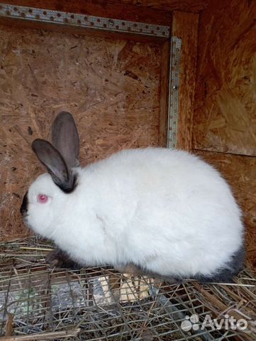 Калифорнийские кролики