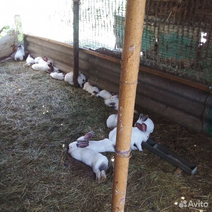 Продам кроликов калифорния
