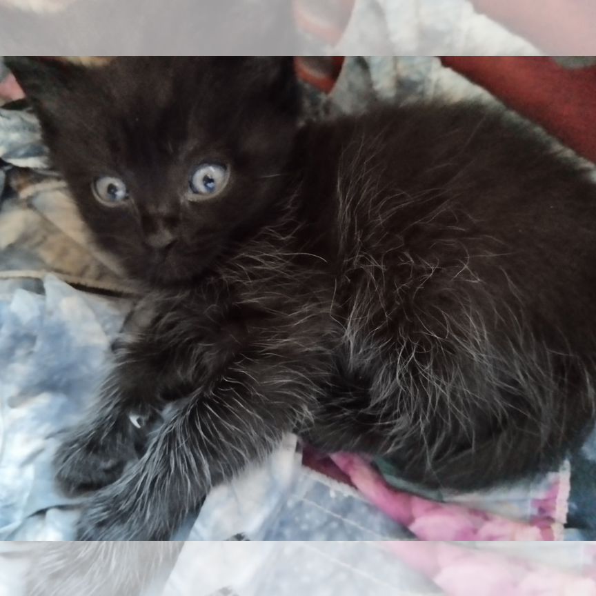 Котёнок