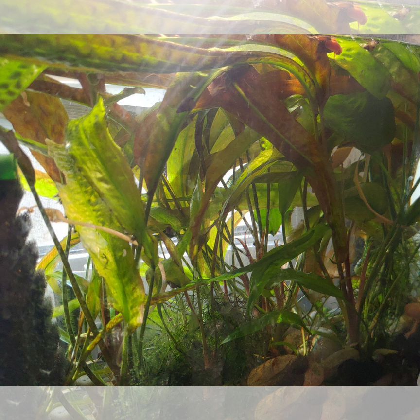 Аквариумные растения в хорошие руки