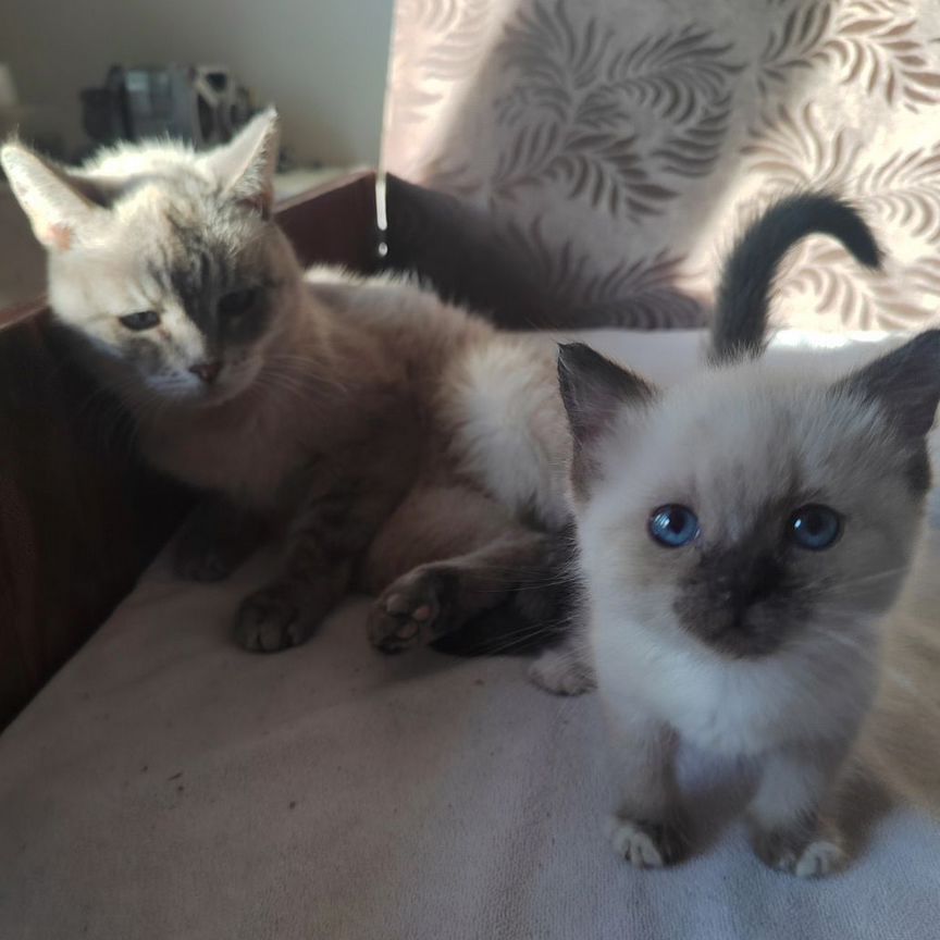 Сиамский котёнок