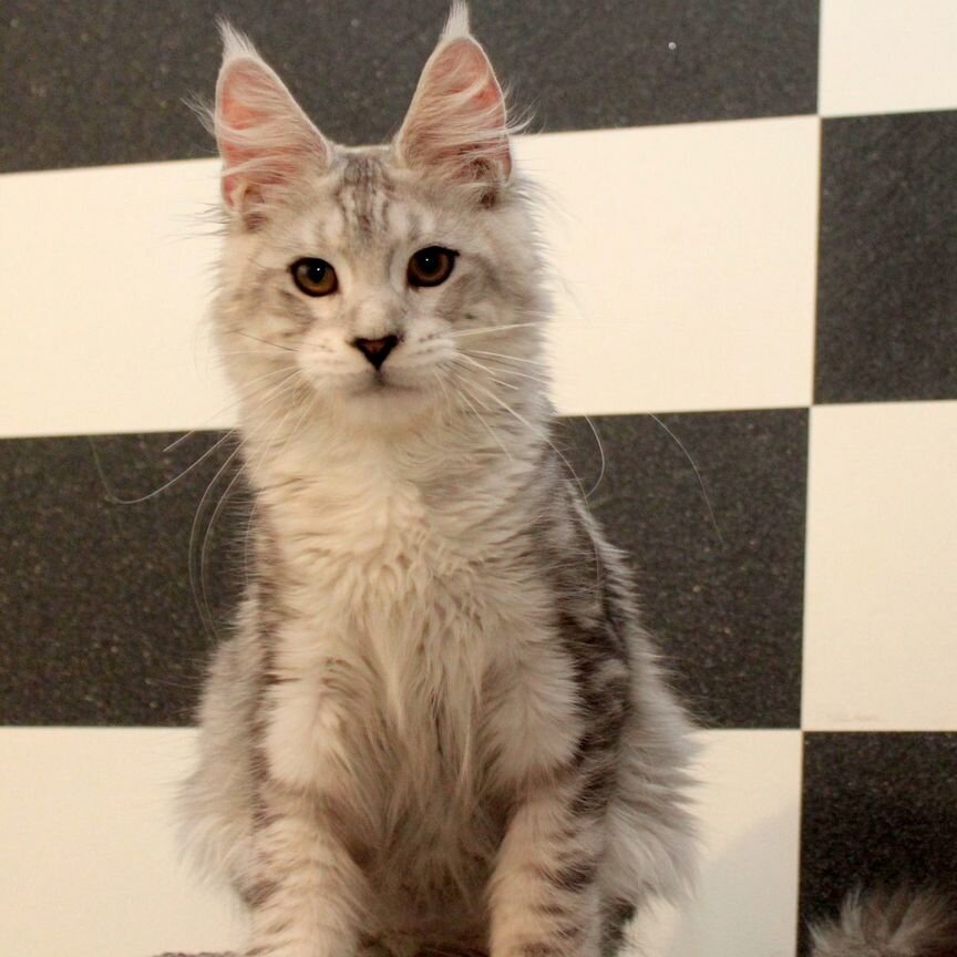 Крутой мейн кун