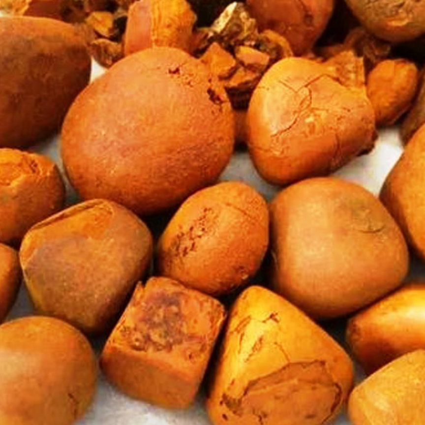 Желчный камень крс