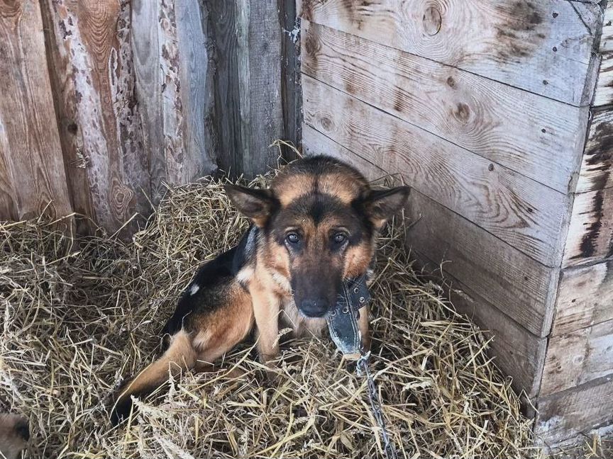 Овчарка в добрые руки. Бросили хозяева