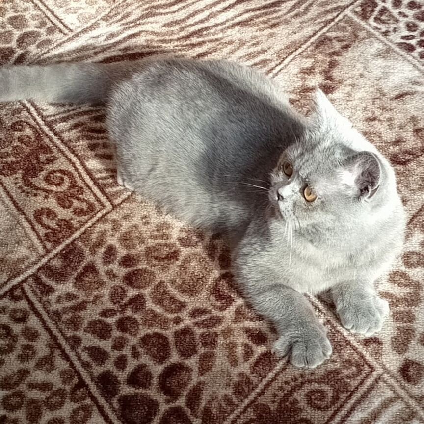 Шотландская кошка
