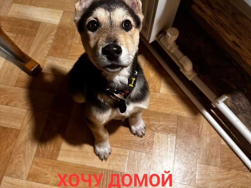 Щенок в добрые руки бесплатно