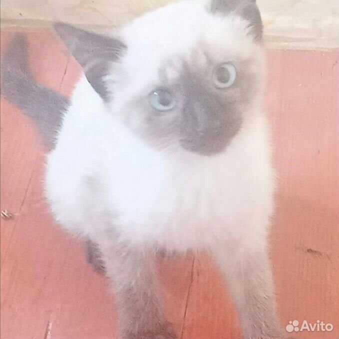 Ищем дом девочке котенку