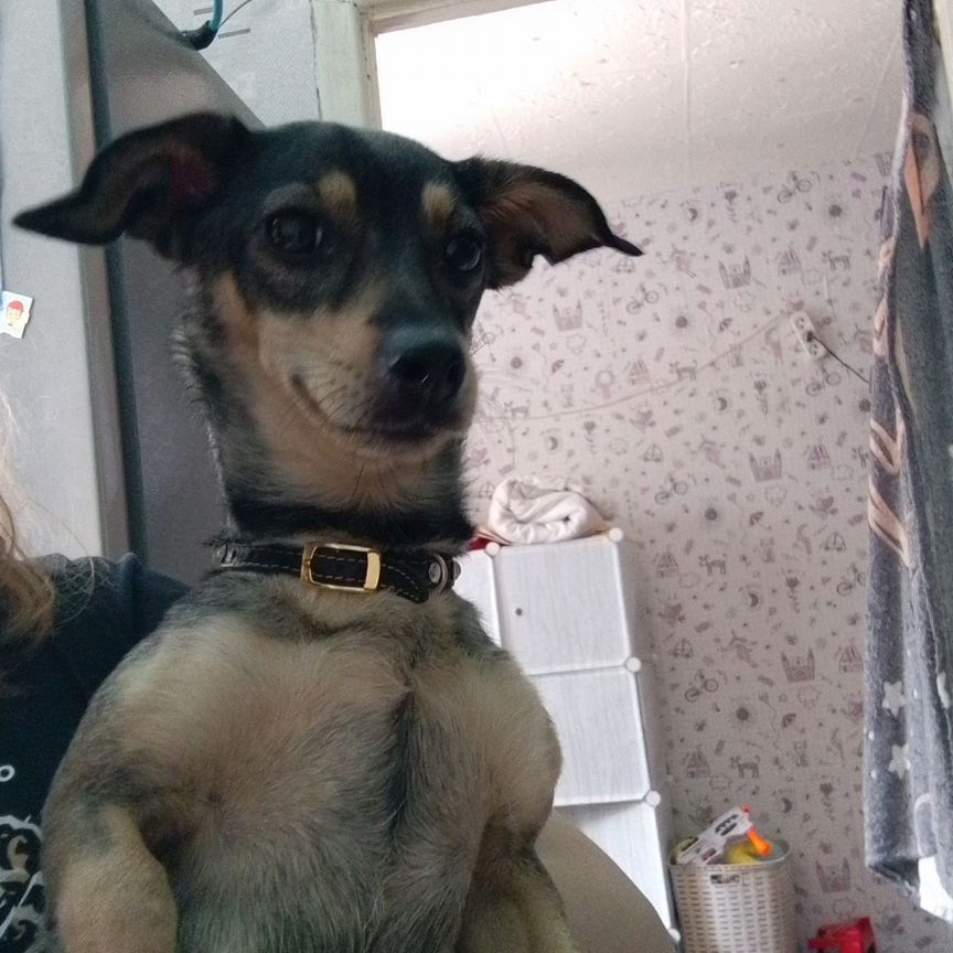 Собака в добрые руки отдам бесплатно