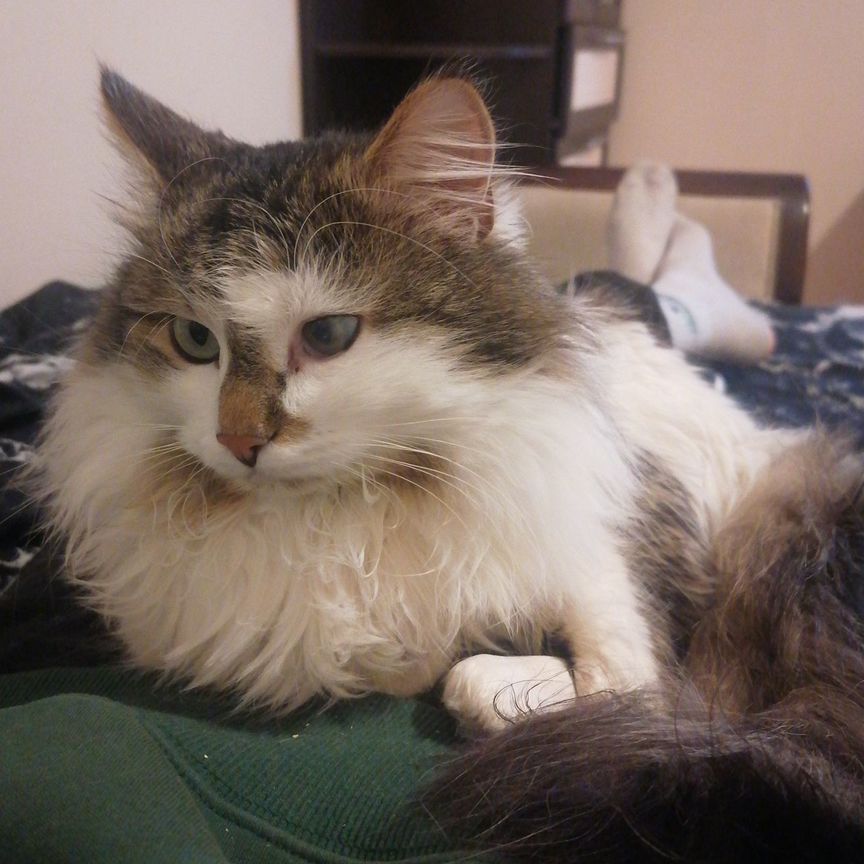 Ориентальный котёнок