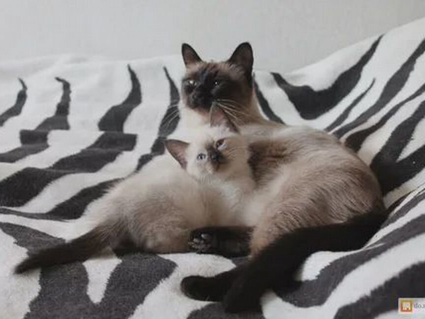 Котята тайской кошки, (род сиамцев)