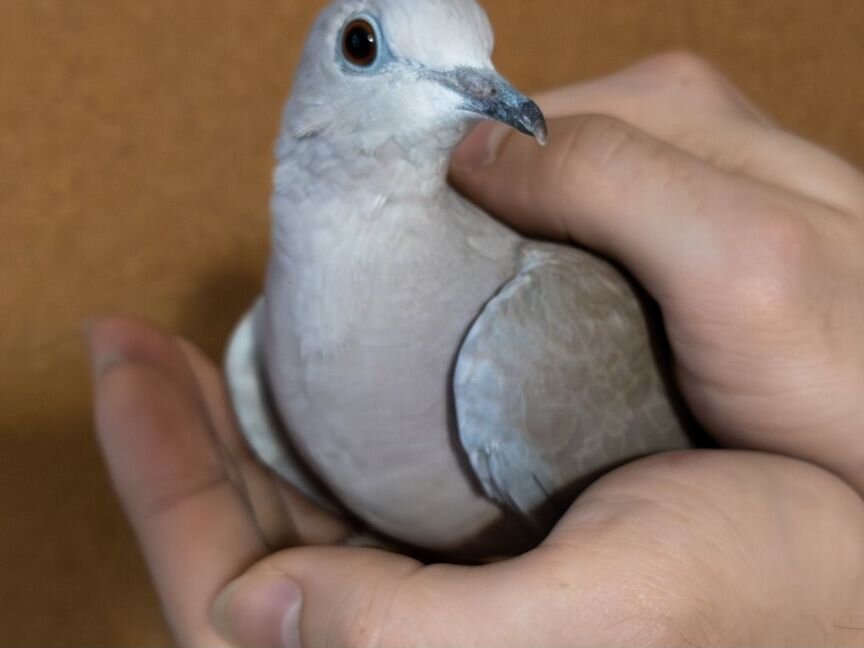 Серая домашнаяя горлица