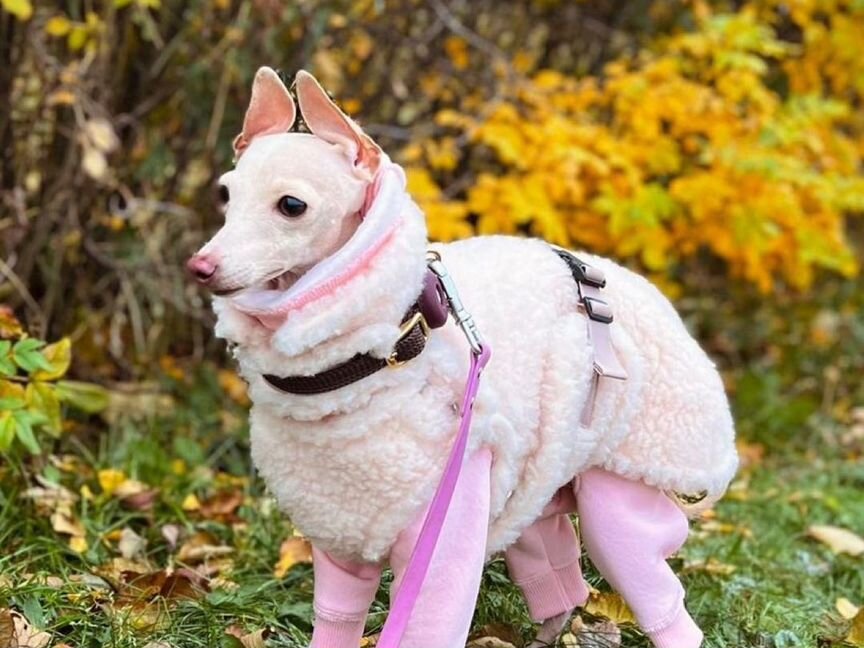 Комбинезон и шуба для левретки