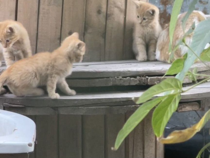 Рыжие котята в добрые руки
