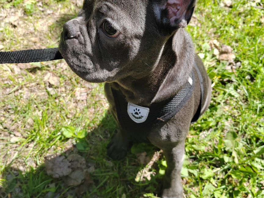 Французский бульдог щенки голубой