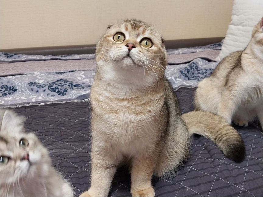 Золотая ny 25