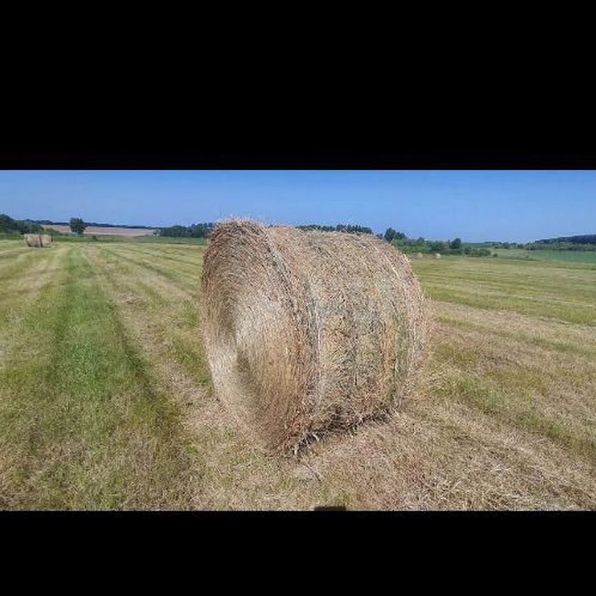 Продам сено в рулонах
