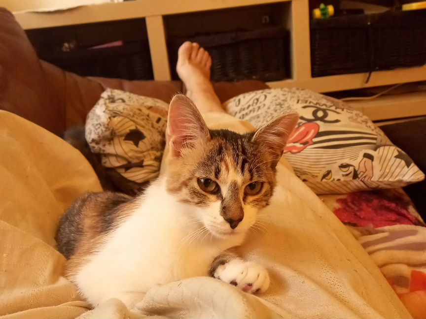 Котята