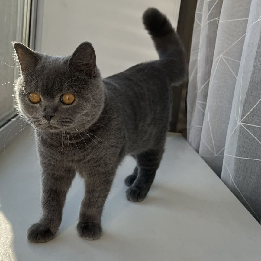 Британские котята