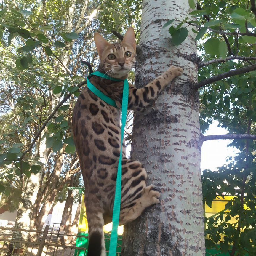 Бенгальская, взрослая кошка