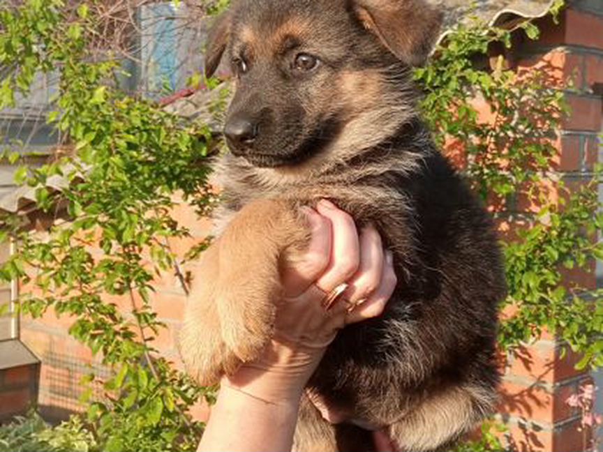 Щенки немецкой овчарки