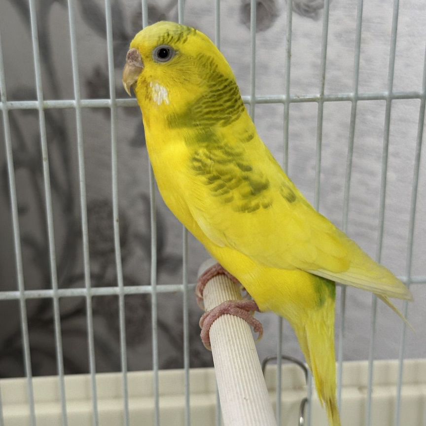 Волнистый попугай