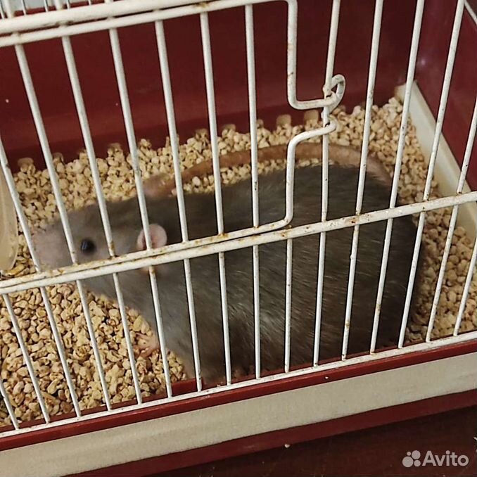 Крыса мальчик