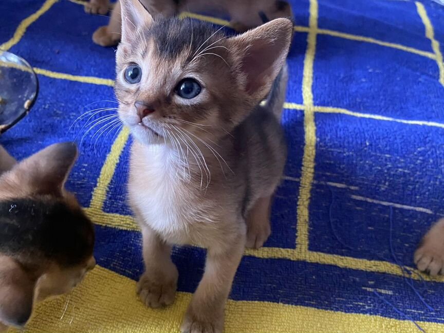 Абиссинские котята