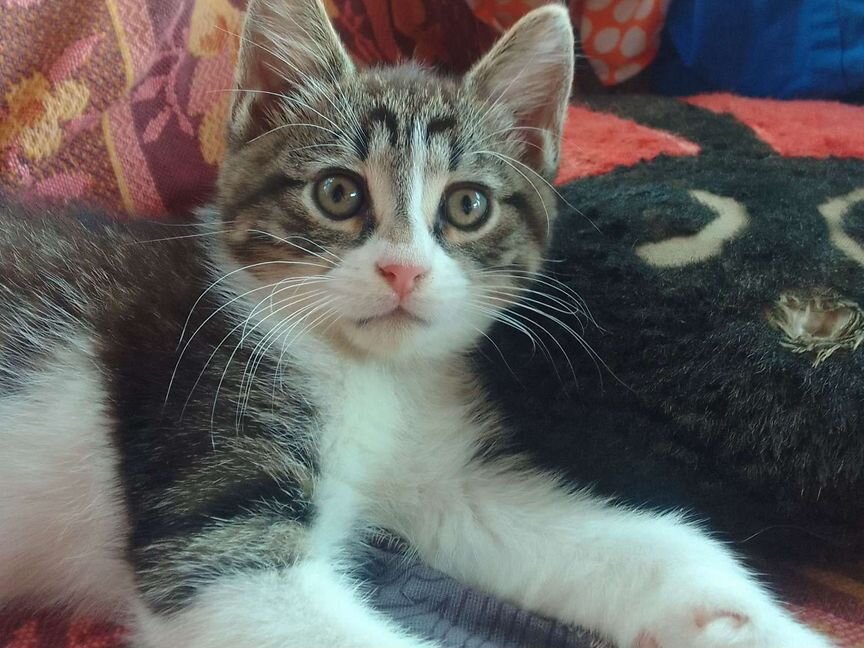 Котенок котик Туманчик в добрые руки