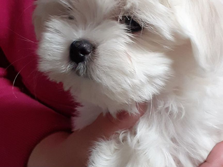 Мальтийская болонка