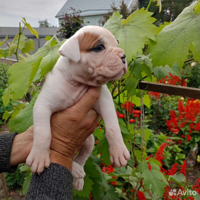Боксерчики
