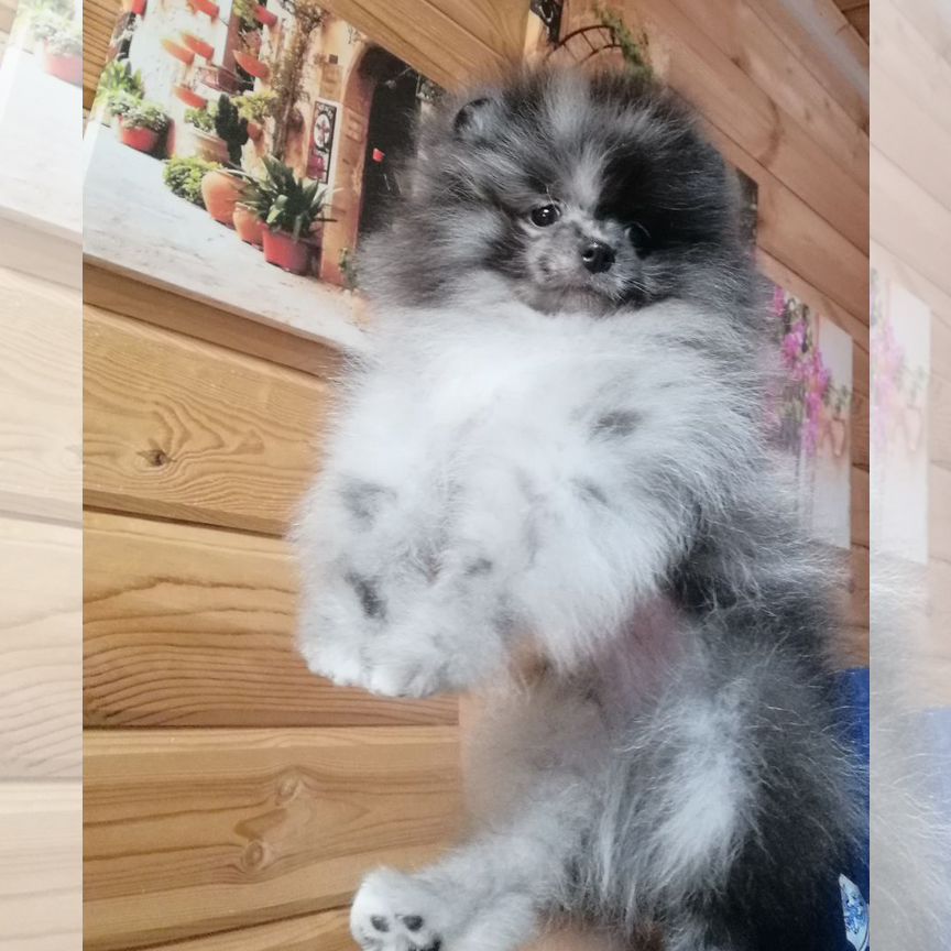 Померанский шпиц, щенок