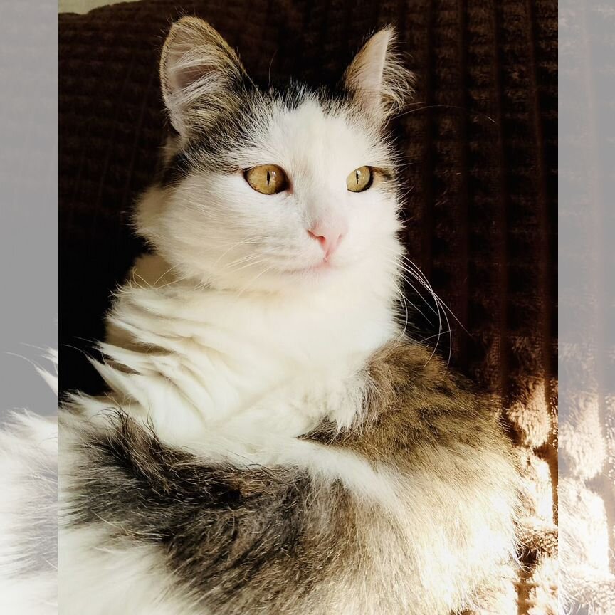 Кошка ждет семью