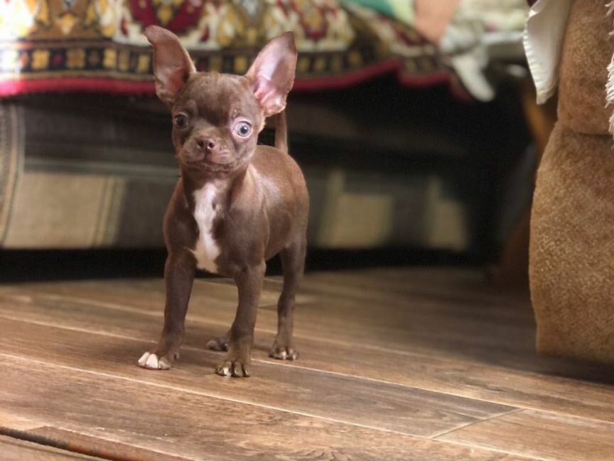 Чишка мальчишка шоколадный