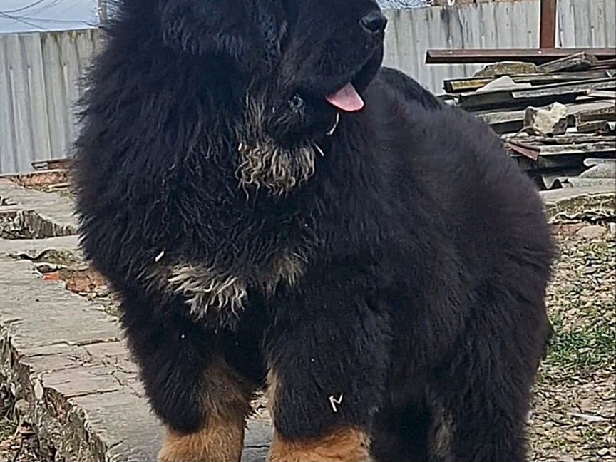 Тибетский мастиф щенки