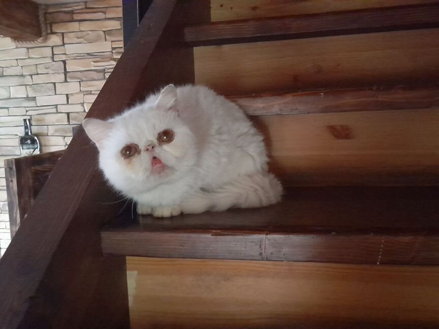 Экзотическая кошка 1.5 года