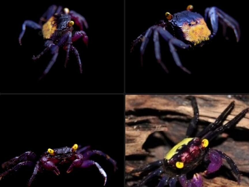 Крабы Geosesarma dennerle