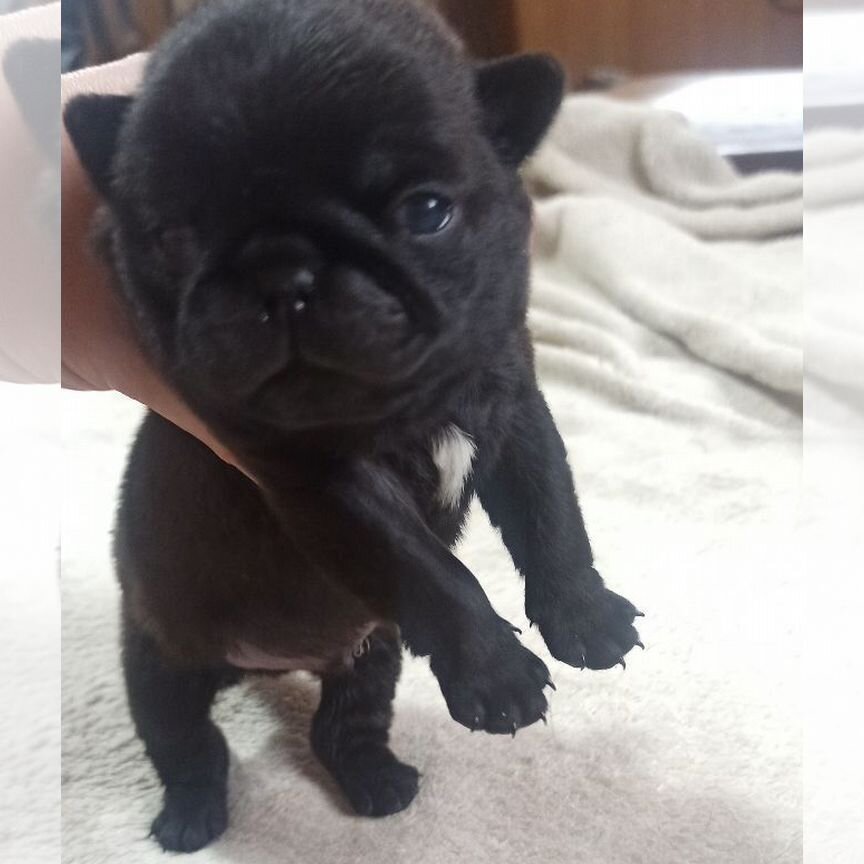 Мопс, щенок