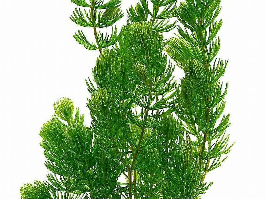 В дар бесплатно роголистник, Ряска