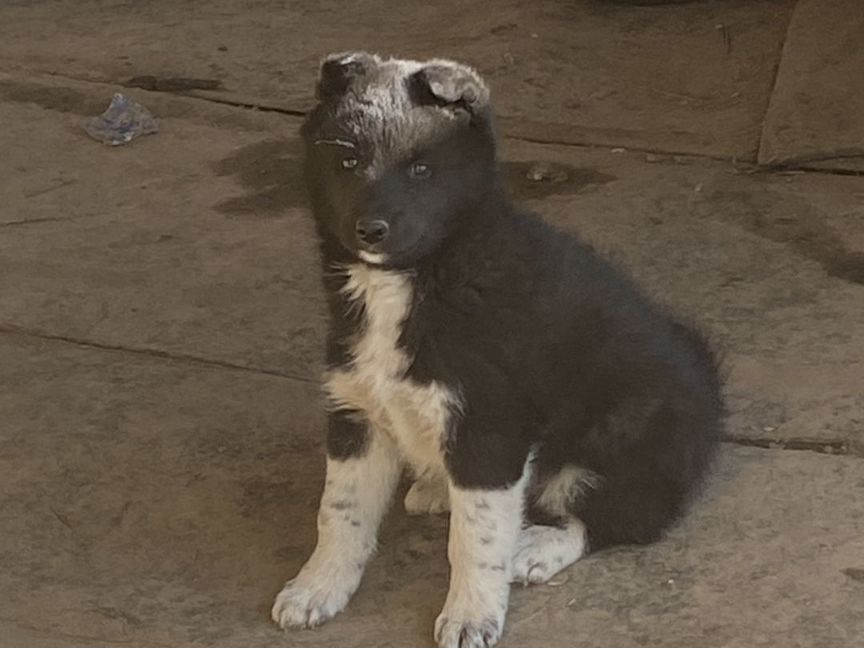 Лайка охотничья