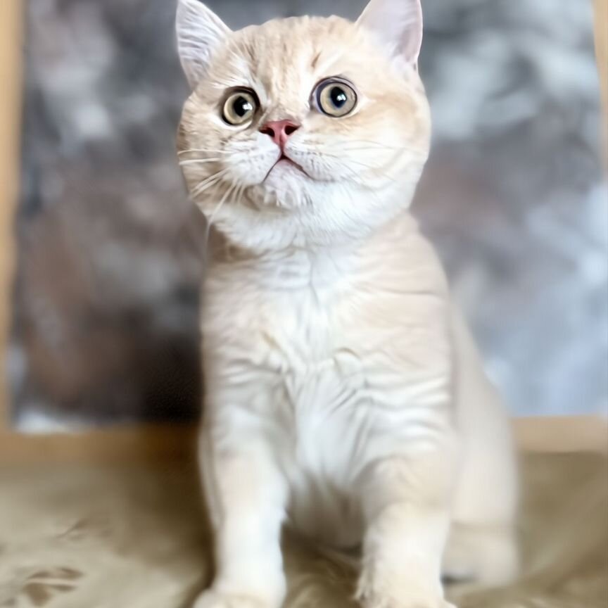 Британский короткошёрстный котёнок