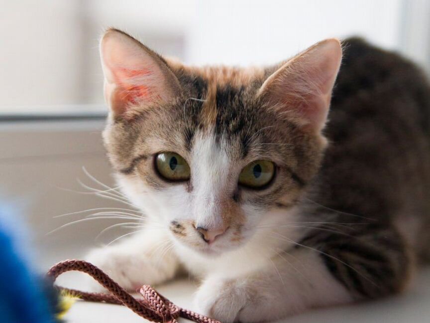 Котенок девочка